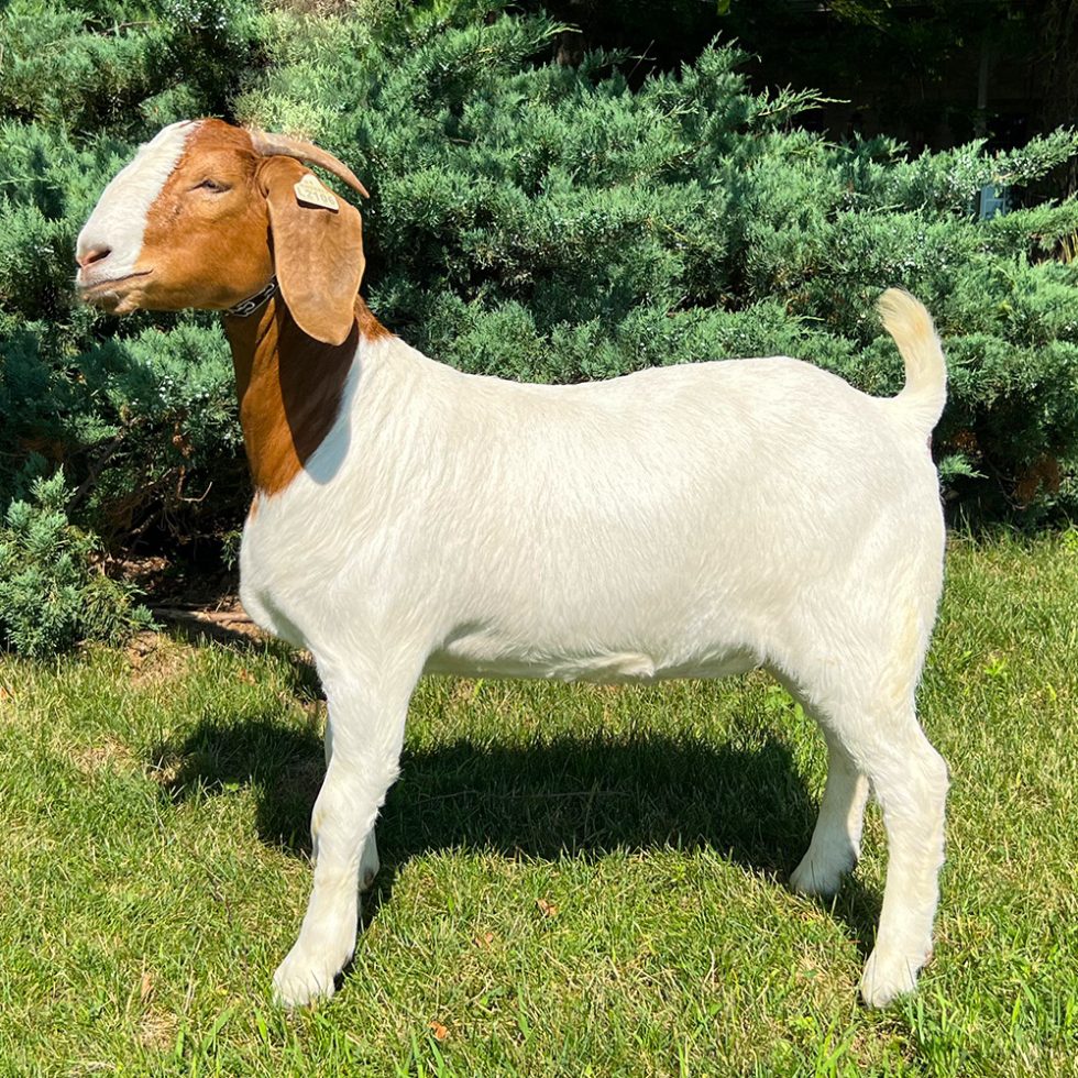 Sale Goats - Windrush Farms